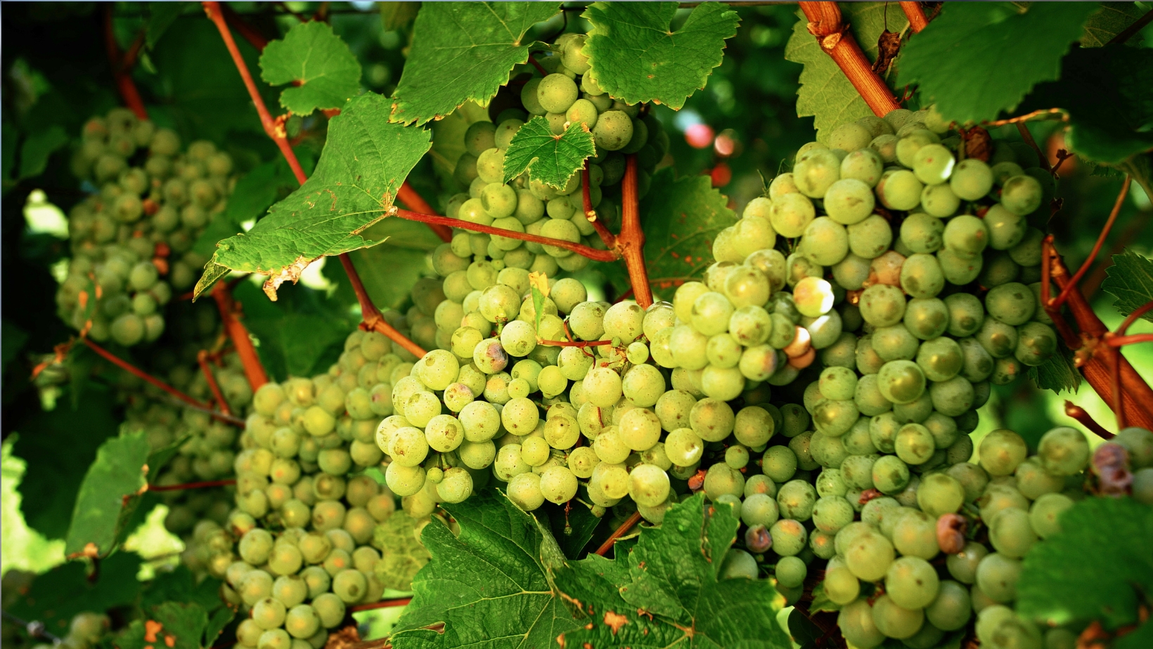 Cépages nobles – Riesling, l’élégance du vin d’exception - Vinho ...